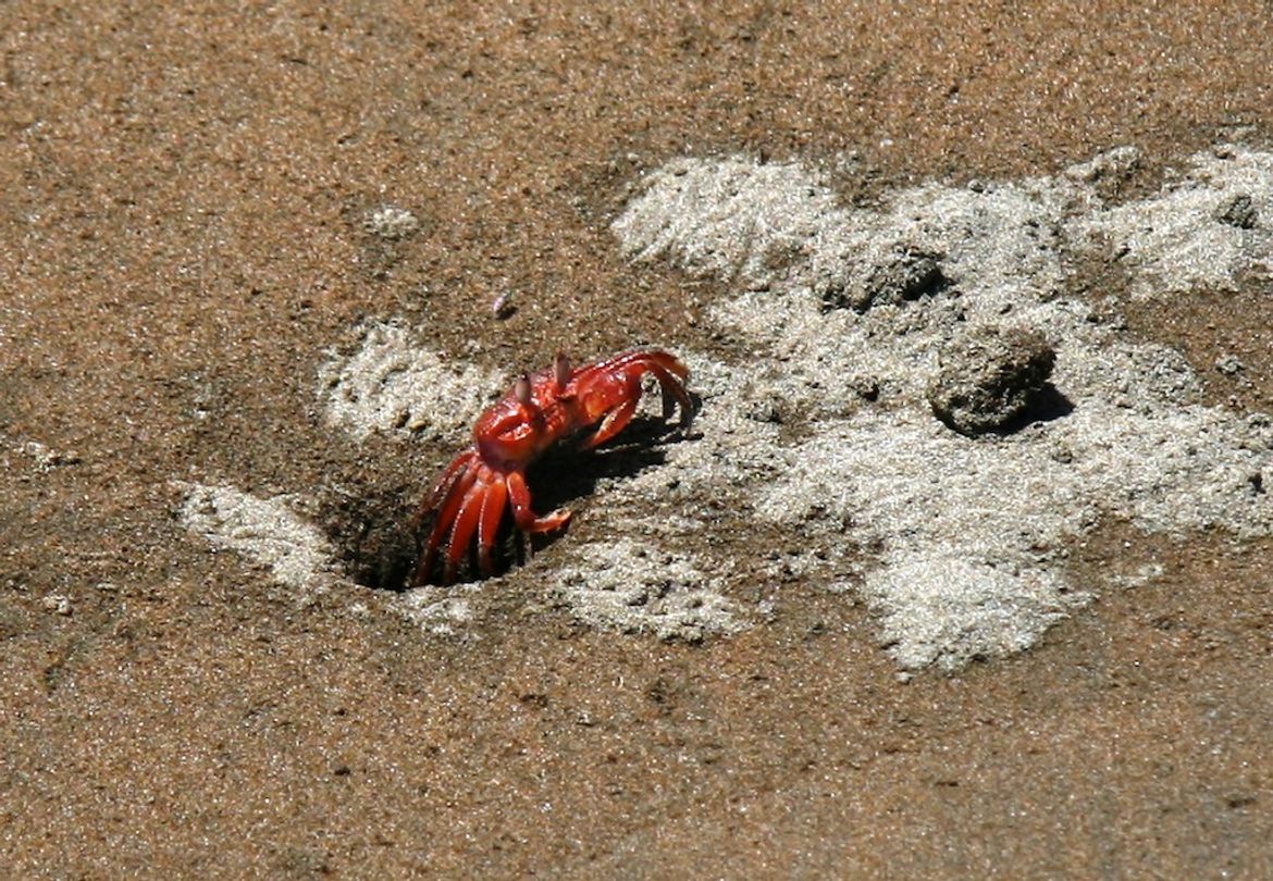 Red Sand Crab at Ballena National Marine Park