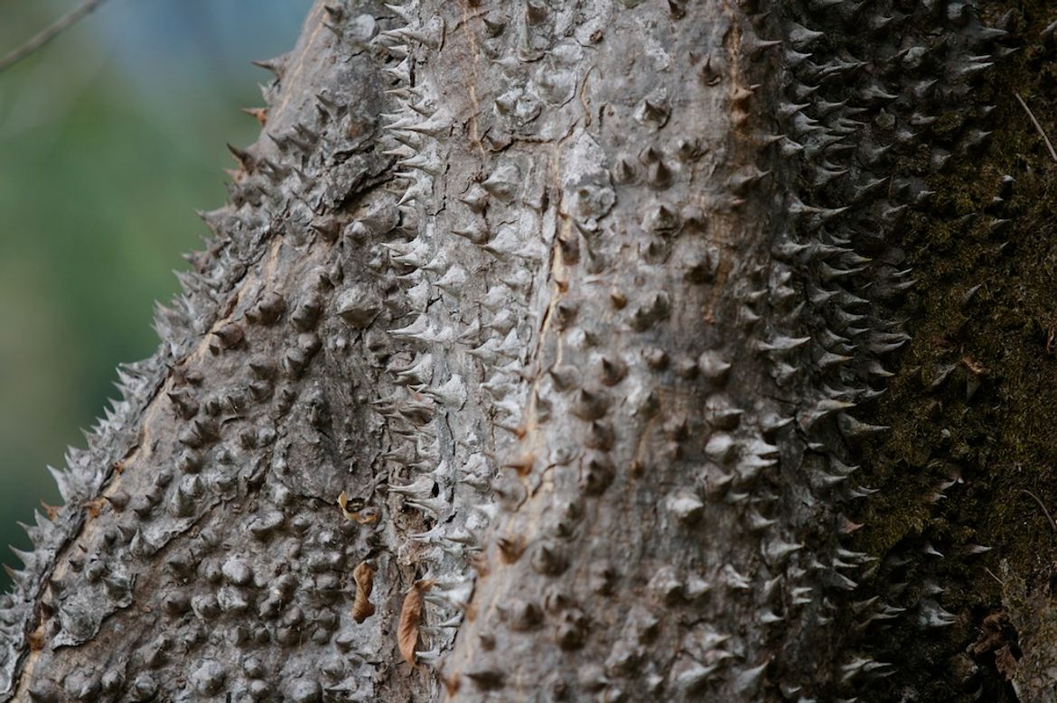 Spiky Pochote Tree