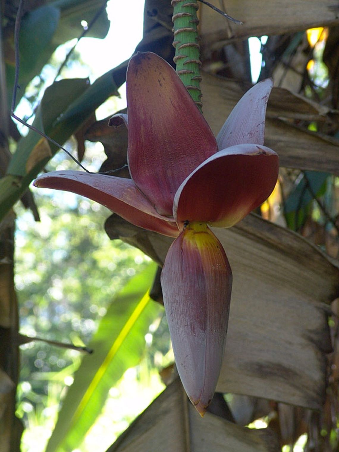 Banana Flower at Carara National Park