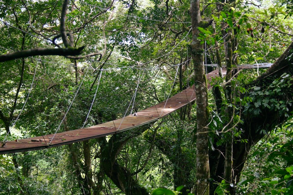 Canopy Bridge at Miravalles