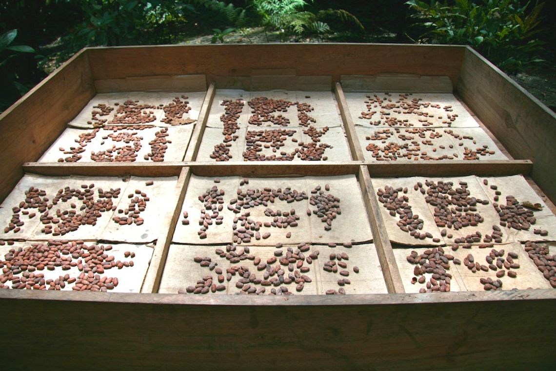 Drying Cacao Seeds at Tirimbina Reserve