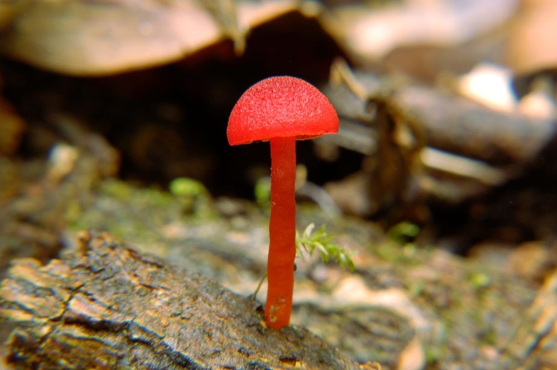 Bright Red Mushroom at the Monteverde Reserve