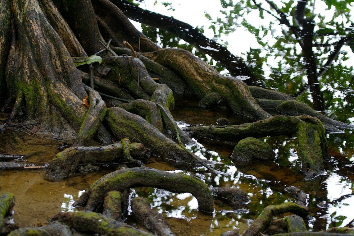 Gnarled Tree Roots at Cahuita National Park