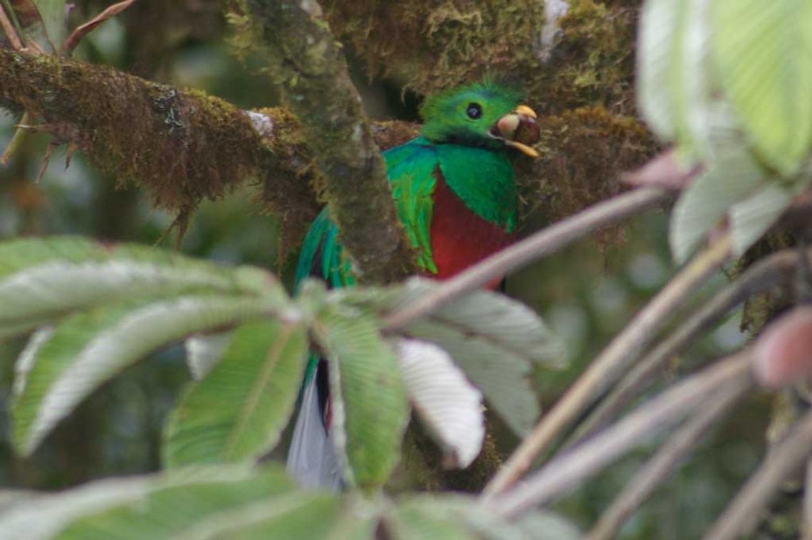 Resplendent Quetzal Eating Aguacatillo in Monteverde